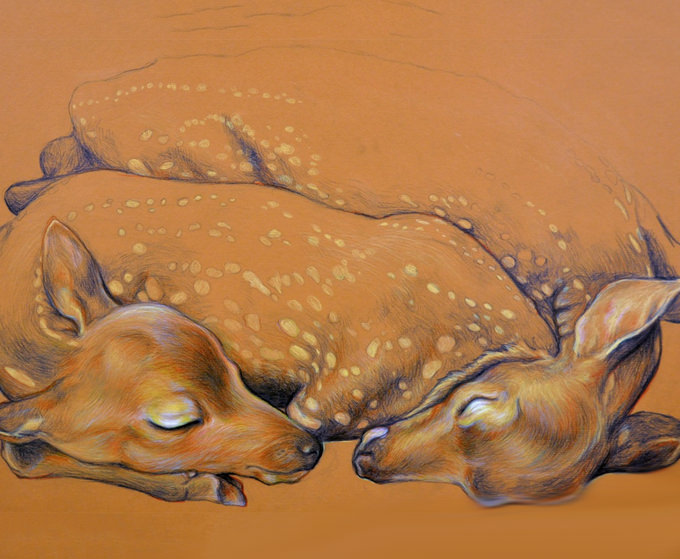 24+ Free Deer Drawings & Designs