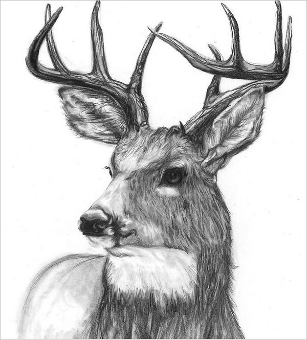 24+ Free Deer Drawings & Designs