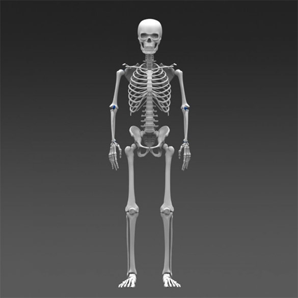 23 Human Body Templates DOC PDF PPT Free Premium Templates 23 Human Body Templates DOC PDF PPT Free Premium Templates