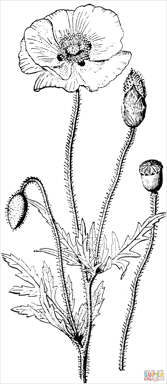 18+ Poppy Coloring Pages - PDF, JPG