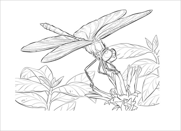 10+ Dragonfly Templates, Crafts & Colouring Pages