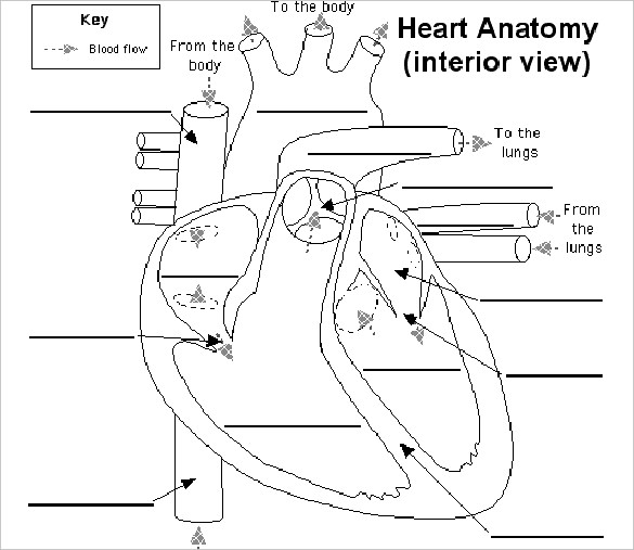 Heart Diagram – 20+ Free Printable Word, Excel, EPS, PSD Template Download