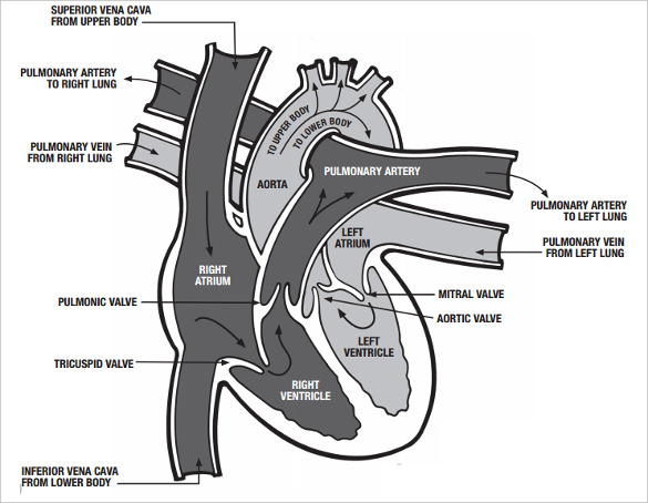 Heart Diagram – 20+ Free Printable Word, Excel, EPS, PSD Template Download