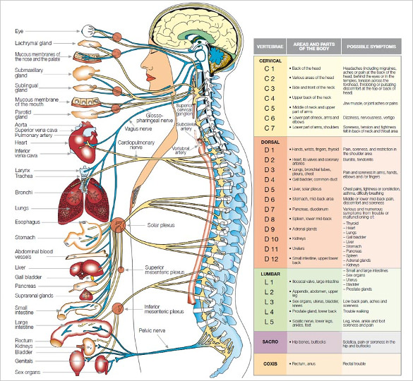 12 Body Diagram Printable Download