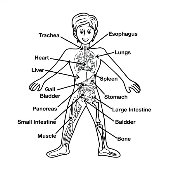 12 Body Diagram Printable Download