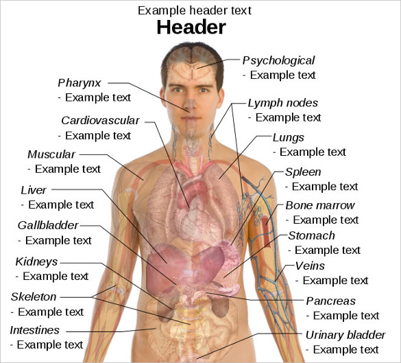 12 Body Diagram Printable Download 12 Body Diagram Printable Download