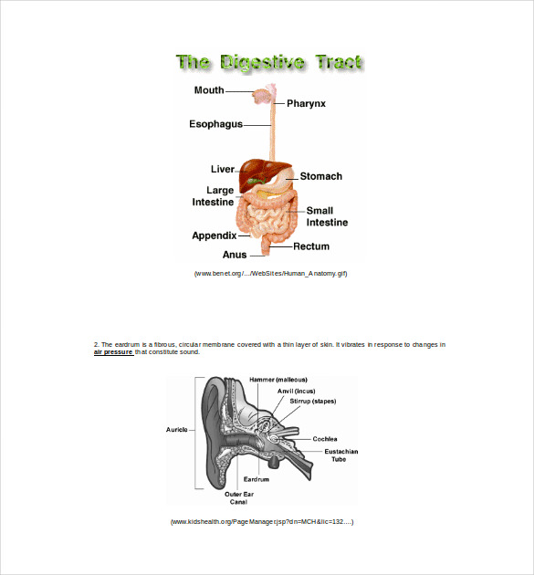 15+ Free Body Diagram Templates – Sample, Example, Format Download ...