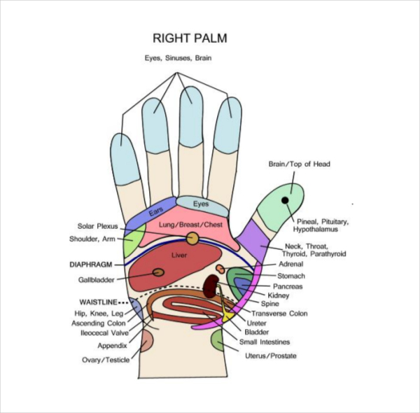 Reflexology Chart Templates – 9+ Free PDF Documents Download