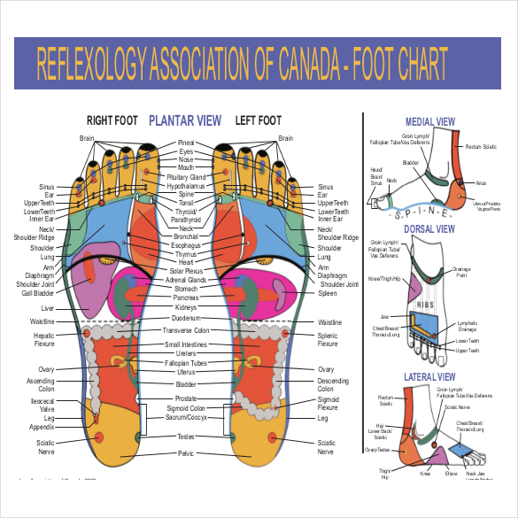 Reflexology Chart Templates – 9+ Free PDF Documents Download