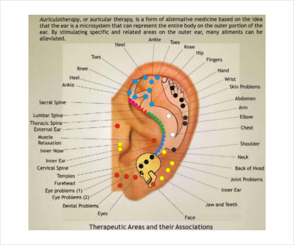 Reflexology Chart Templates – 9+ Free PDF Documents Download