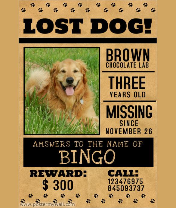 Missing Cat Poster Template PDF Template