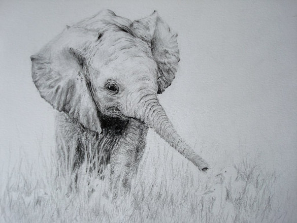 Elephant Drawings – 15+ Free Printable, JPEG, PNG Format Download