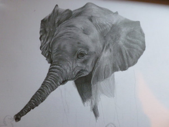 Elephant Drawings – 15+ Free Printable, JPEG, PNG Format Download