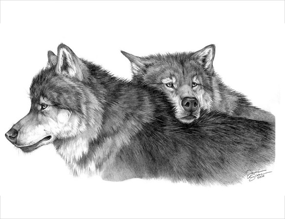 31+ Wolf Drawings -PDF, JPEG | Free & Premium Templates