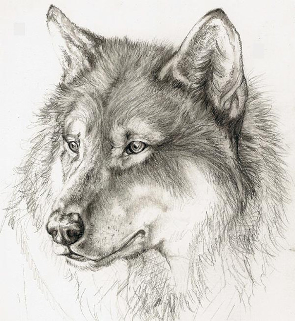 31+ Wolf Drawings -PDF, JPEG