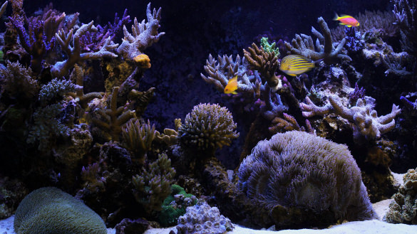 72+ Best Aquarium Backgrounds