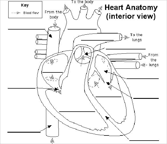 17+ Heart Diagram Templates - Sample, Example, Format Download