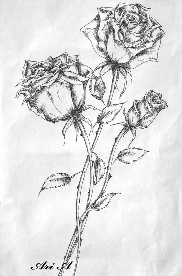 26+ Rose Drawing