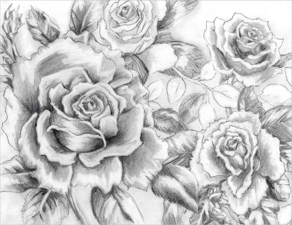 26+ Rose Drawing