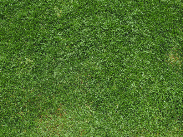 Grass Textures – 30+ Free JPG, PNG, PSD, AI, Vector EPS Format Download