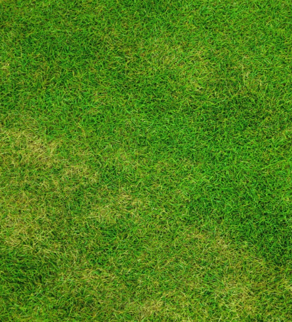 Grass Textures – 30+ Free JPG, PNG, PSD, AI, Vector EPS Format Download