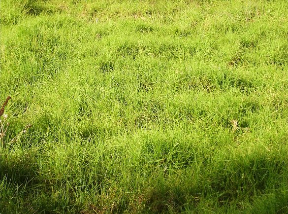 Grass Textures – 30+ Free JPG, PNG, PSD, AI, Vector EPS Format Download
