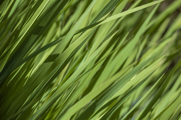 Grass Textures – 30+ Free JPG, PNG, PSD, AI, Vector EPS Format Download
