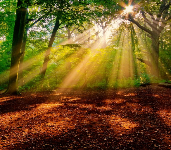 Nature Wallpapers – 40+ Free JPG, PNG, PSD, AI, Vector EPS Format Download