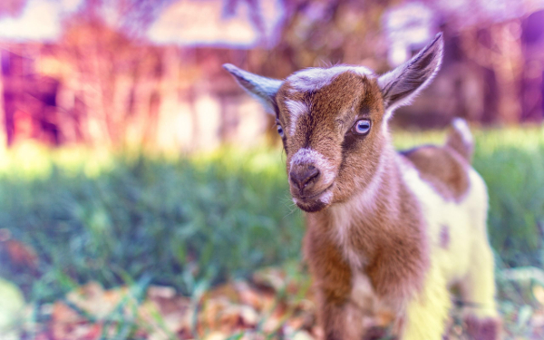 19+ Cute Backgrounds - JPEG, PNG