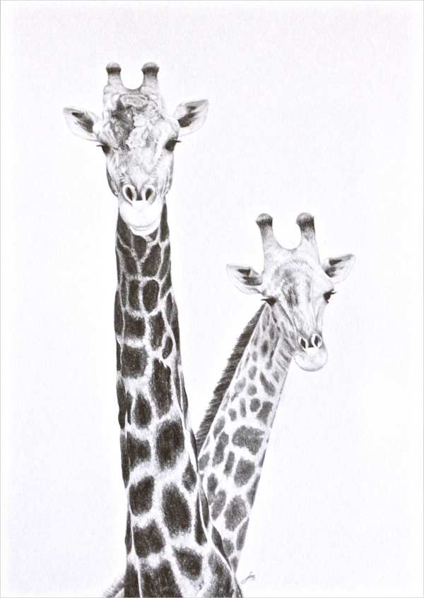 24+ Animal Drawing Templates - Free PSD, AI, EPS Format Download