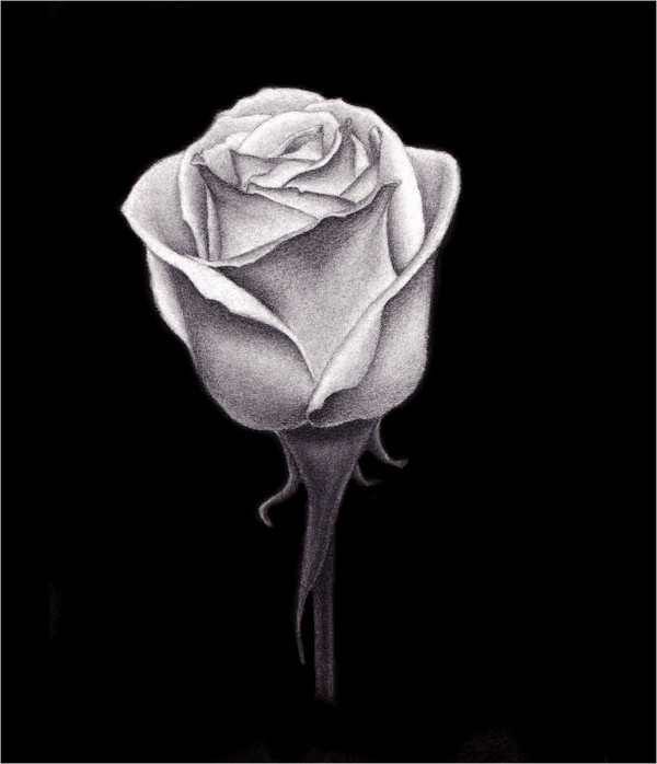 18+ Rose Drawings - Free PSD, Vector AI, EPS Format Download