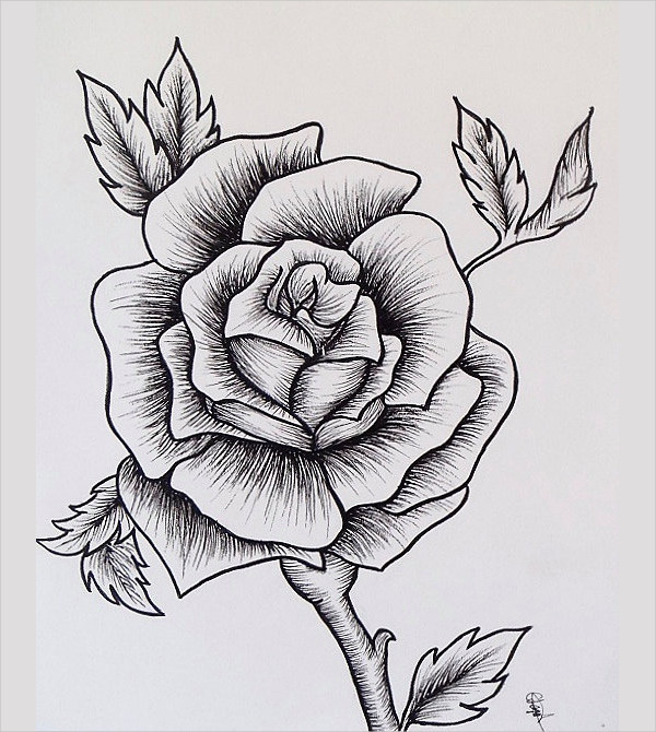 18+ Rose Drawings - Free PSD, Vector AI, EPS Format Download