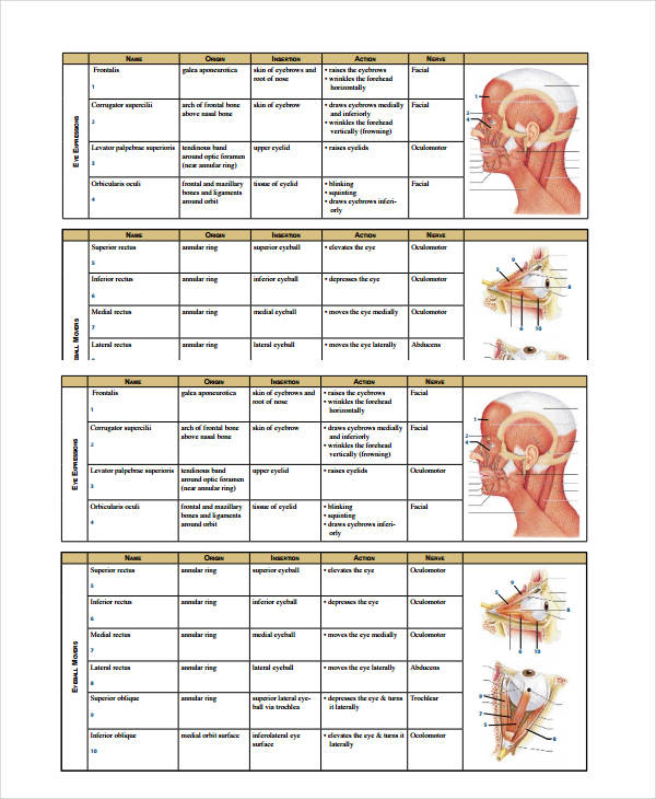 Muscle Chart - 7+ Free PDF Documents Download