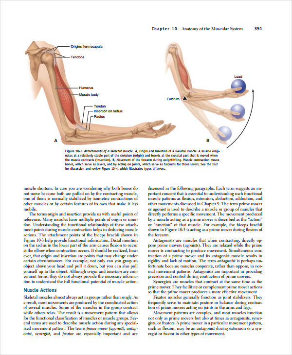 Muscle Chart 7 Free PDF Documents Download Muscle Chart 7 Free PDF Documents Download