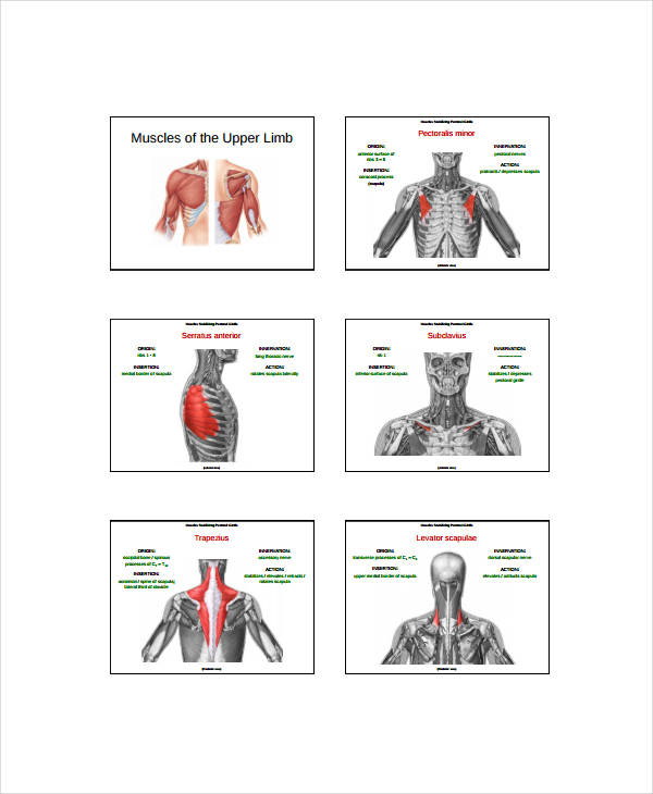 Muscle Chart - 7+ Free PDF Documents Download