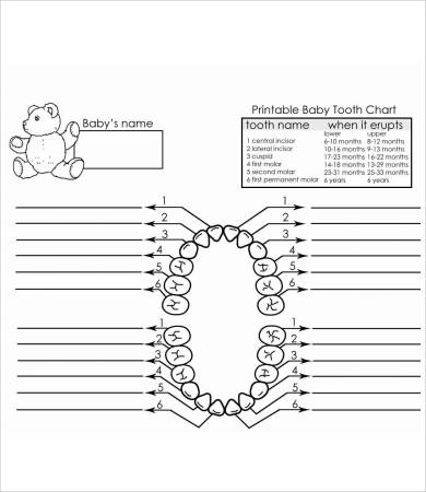 Baby Teeth Chart - 8+ Free PDF Documents Download