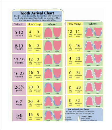 Baby Teeth Chart - 8+ Free PDF Documents Download