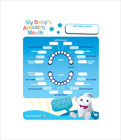 Baby Teeth Chart - 8+ Free PDF Documents Download