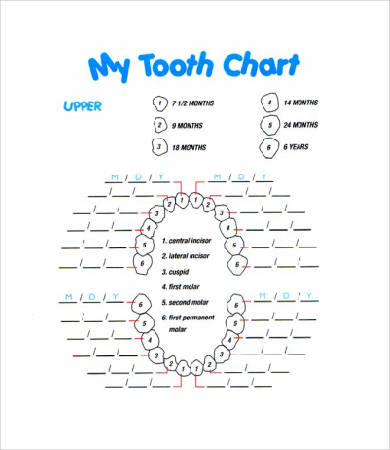 Baby Teeth Chart - 8+ Free PDF Documents Download