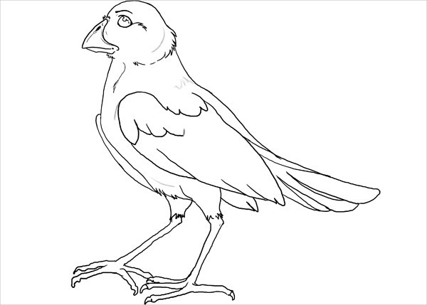 13+ Printable Bird Templates - Free Sample, Example, Format Download