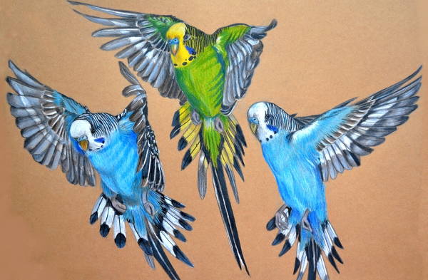 9+ Bird Drawings, Art Ideas