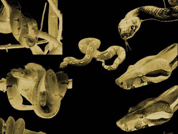 8+ Snake Brushes - ABR Format Download