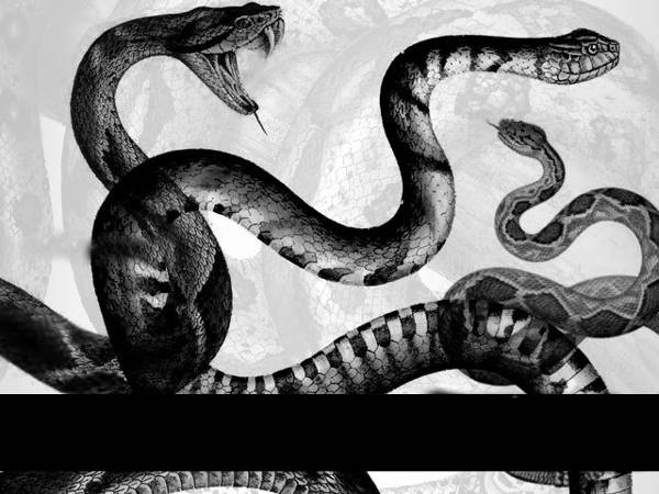 8+ Snake Brushes - ABR Format Download