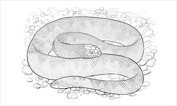 9+ Snake Coloring Pages - JPG, PSD