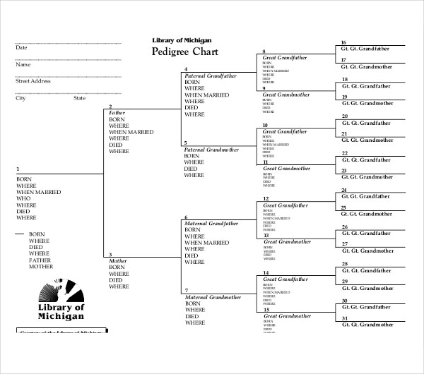 31+ Pedigree Chart Templates - PDF, DOC, Excel
