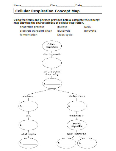 11+ Cellular Respiration Concept Map Templates in PDF | Doc