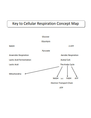 11+ Cellular Respiration Concept Map Templates in PDF | Doc