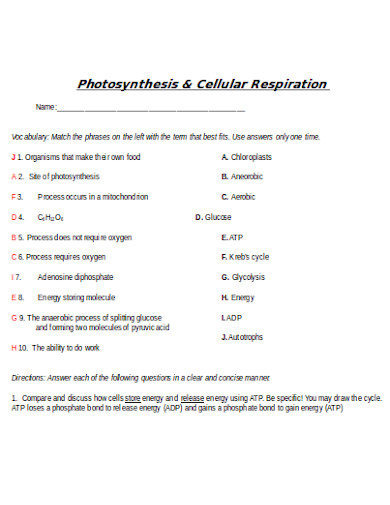 11+ Cellular Respiration Concept Map Templates in PDF | Doc