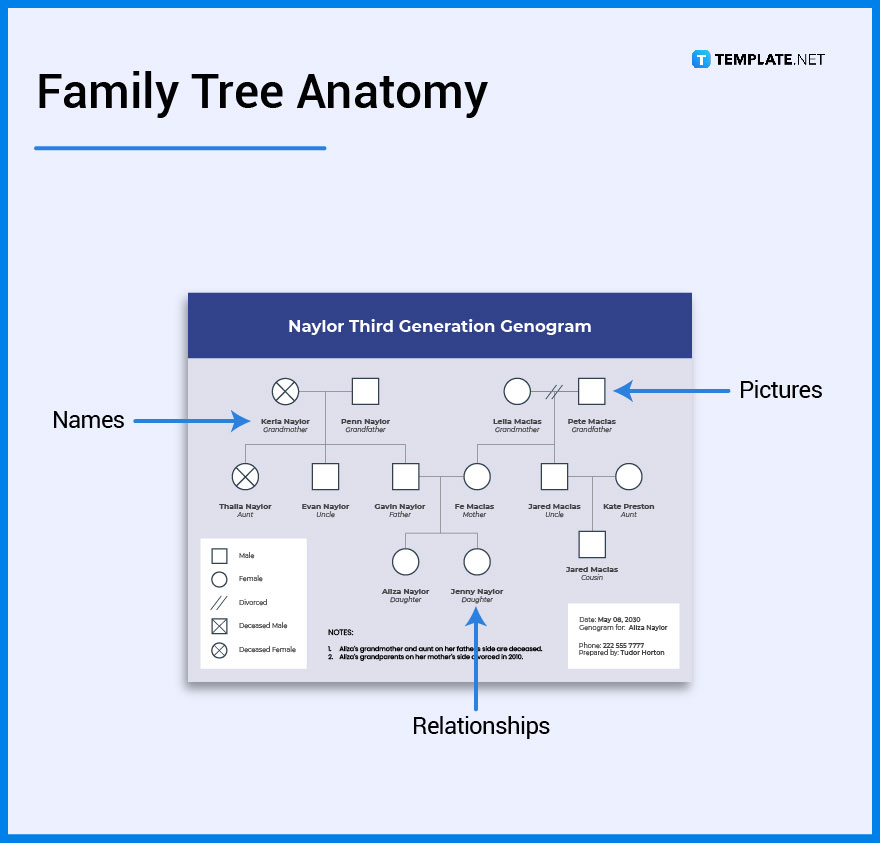 Family Tree - What Is a Family Tree? Definition, Types, Uses